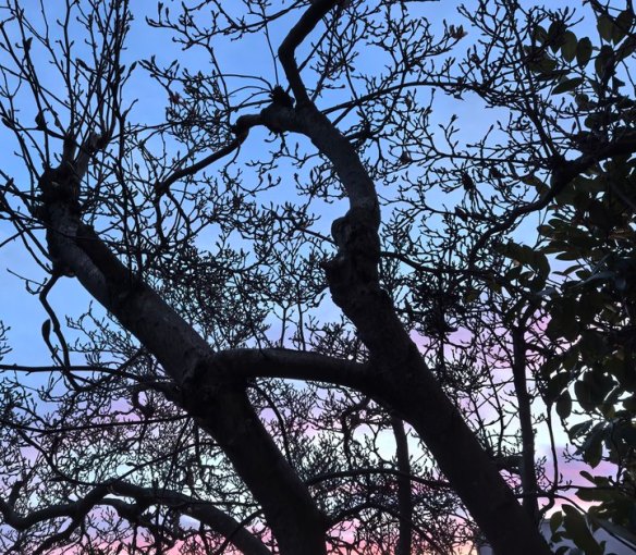 Newsletter 2025 Jan-Mar | Berkeley Buddhist Priory